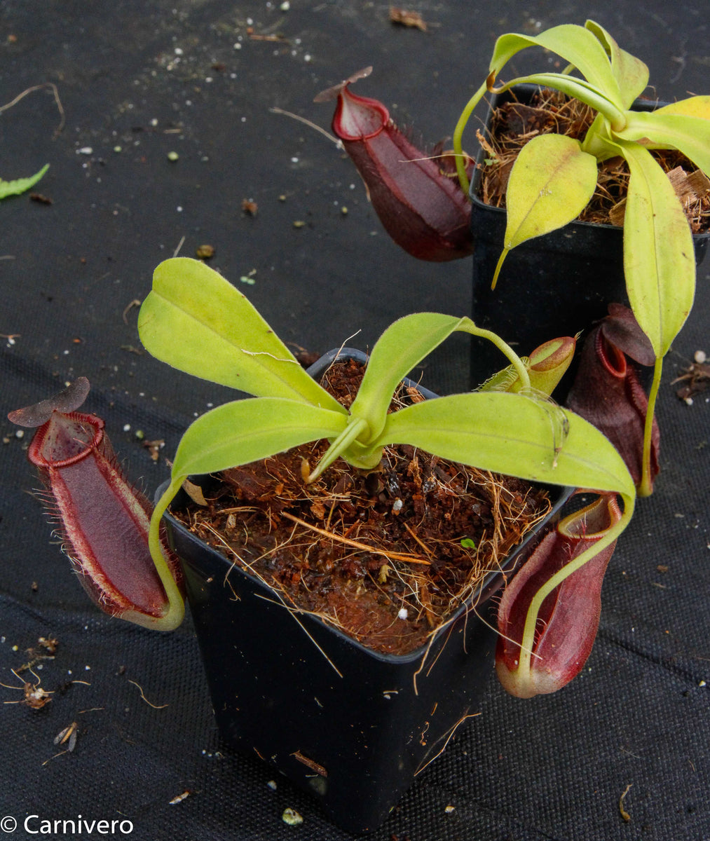 Nepenthes spathulata x gymnamphora – Carnivero