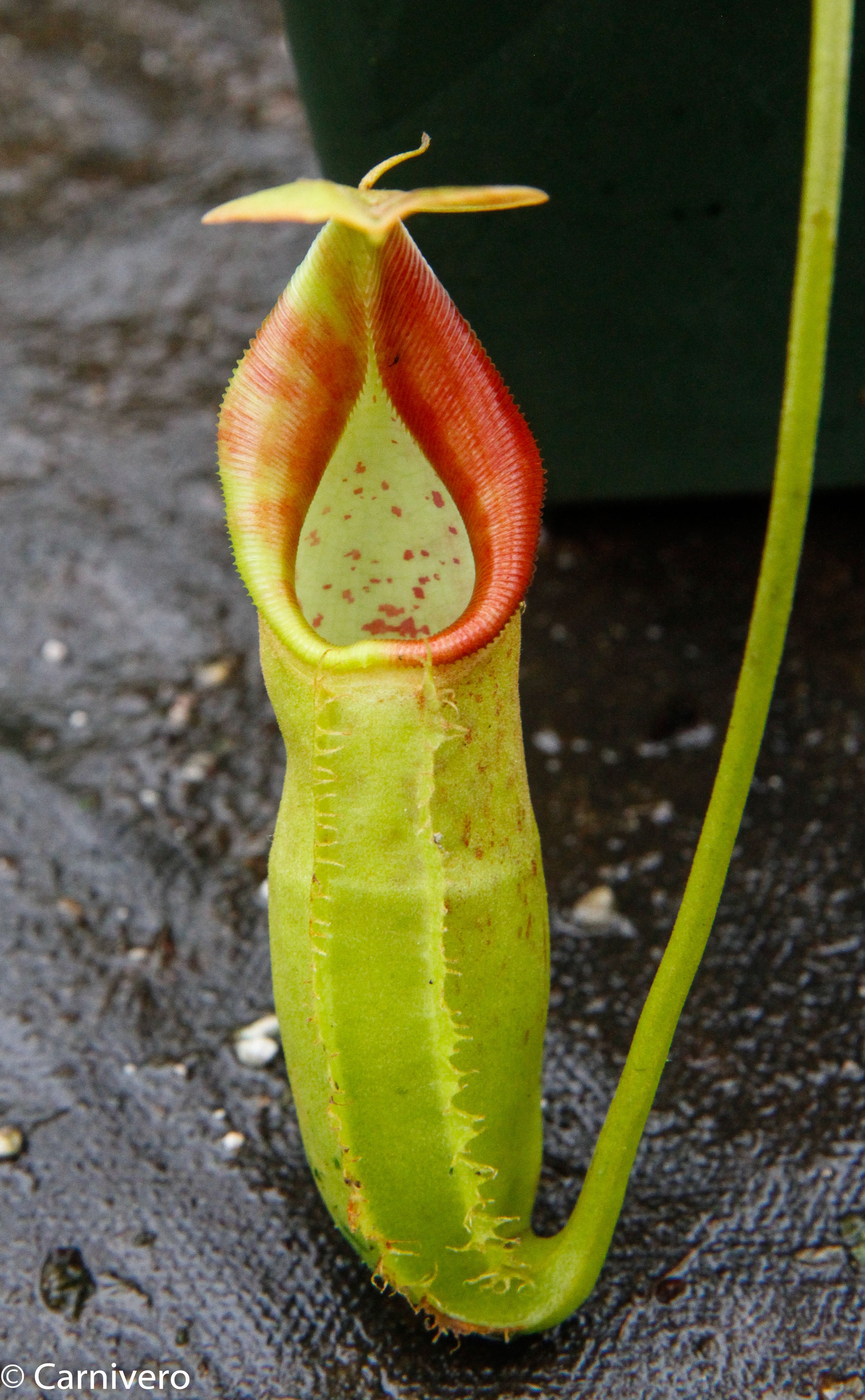 Nepenthes spathulata x robcantleyi - DM007 – Carnivero