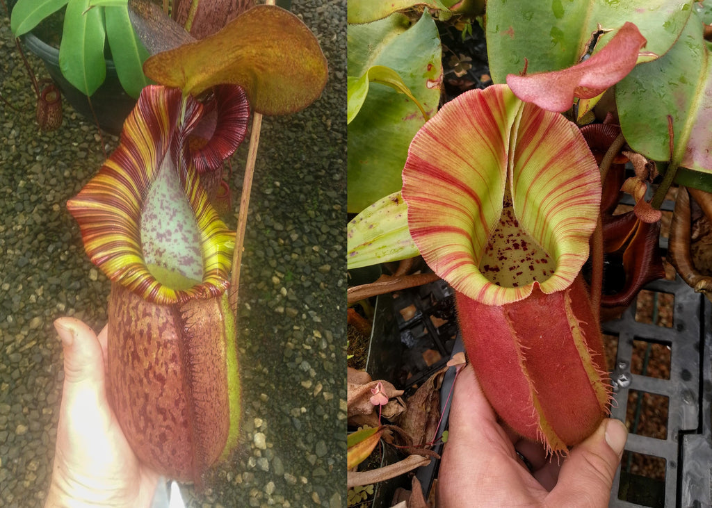 Nepenthes (spathulata x spectabilis) "BE Best" x veitchii "Pink Candy ...
