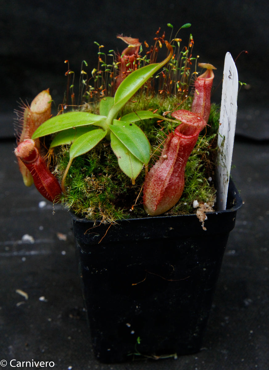 Nepenthes spectabilis x edwardsiana – Carnivero