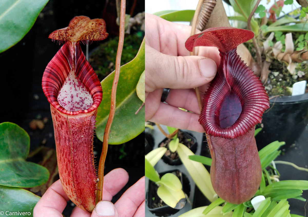 Nepenthes (spectabilis x lowii) x [(ventricosa x sibuyanensis) x TM ...
