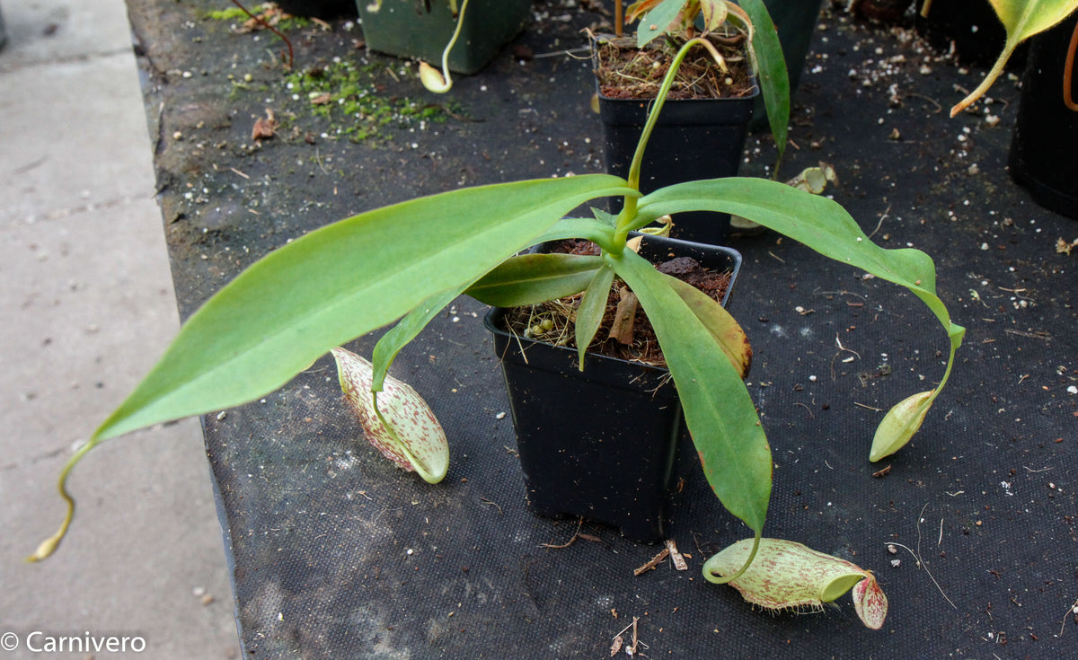 Nepenthes spectabilis x mira BE-3795 – Carnivero