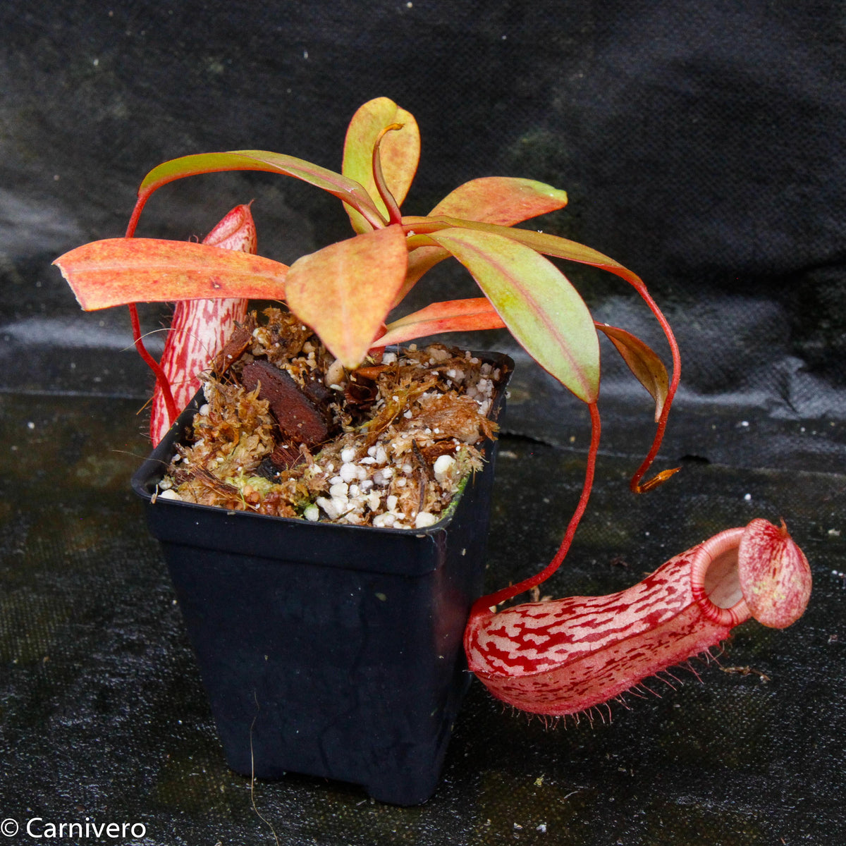 Nepenthes spectabilis x ventricosa, BE-3745 – Carnivero