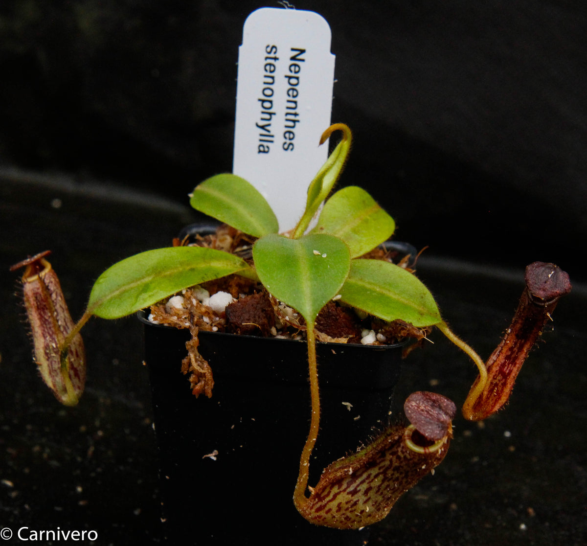 Nepenthes stenophylla, CAR-0133 – Carnivero
