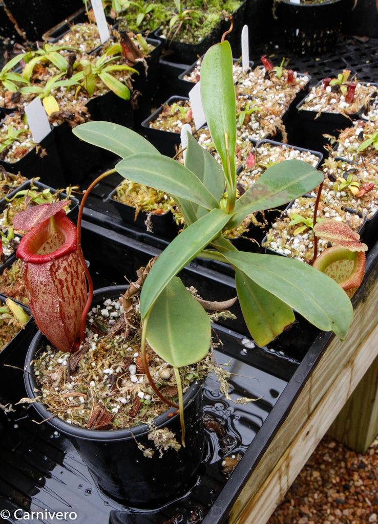 Nepenthes talangensis x sibuyanensis BE-3641 – Carnivero