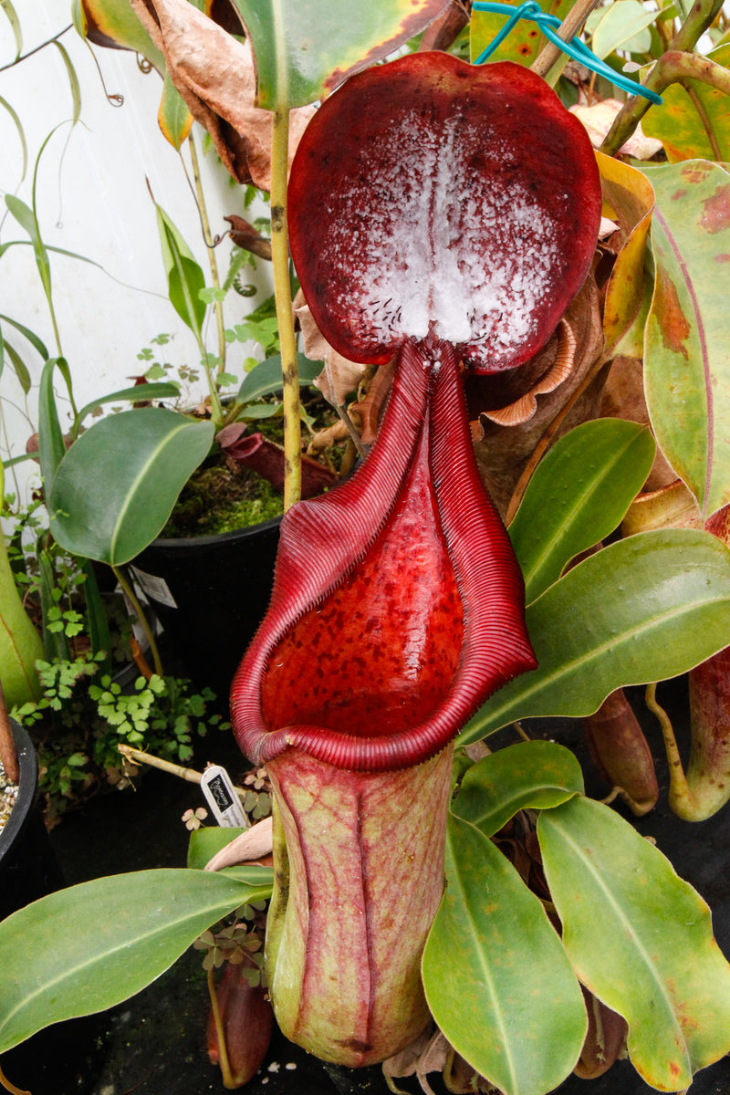 Nepenthes truncata x ephippiata – Carnivero