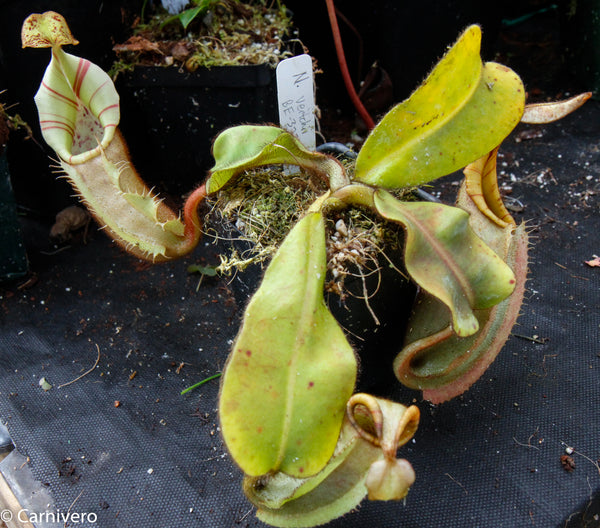 Nepenthes veitchii Bareo, BE-3734 – Carnivero
