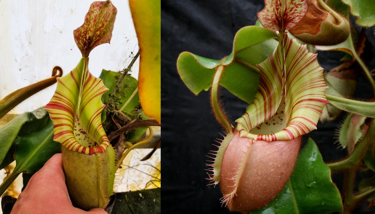 Nepenthes veitchii ((k) x Bareo Squat), CAR-0289 – Carnivero