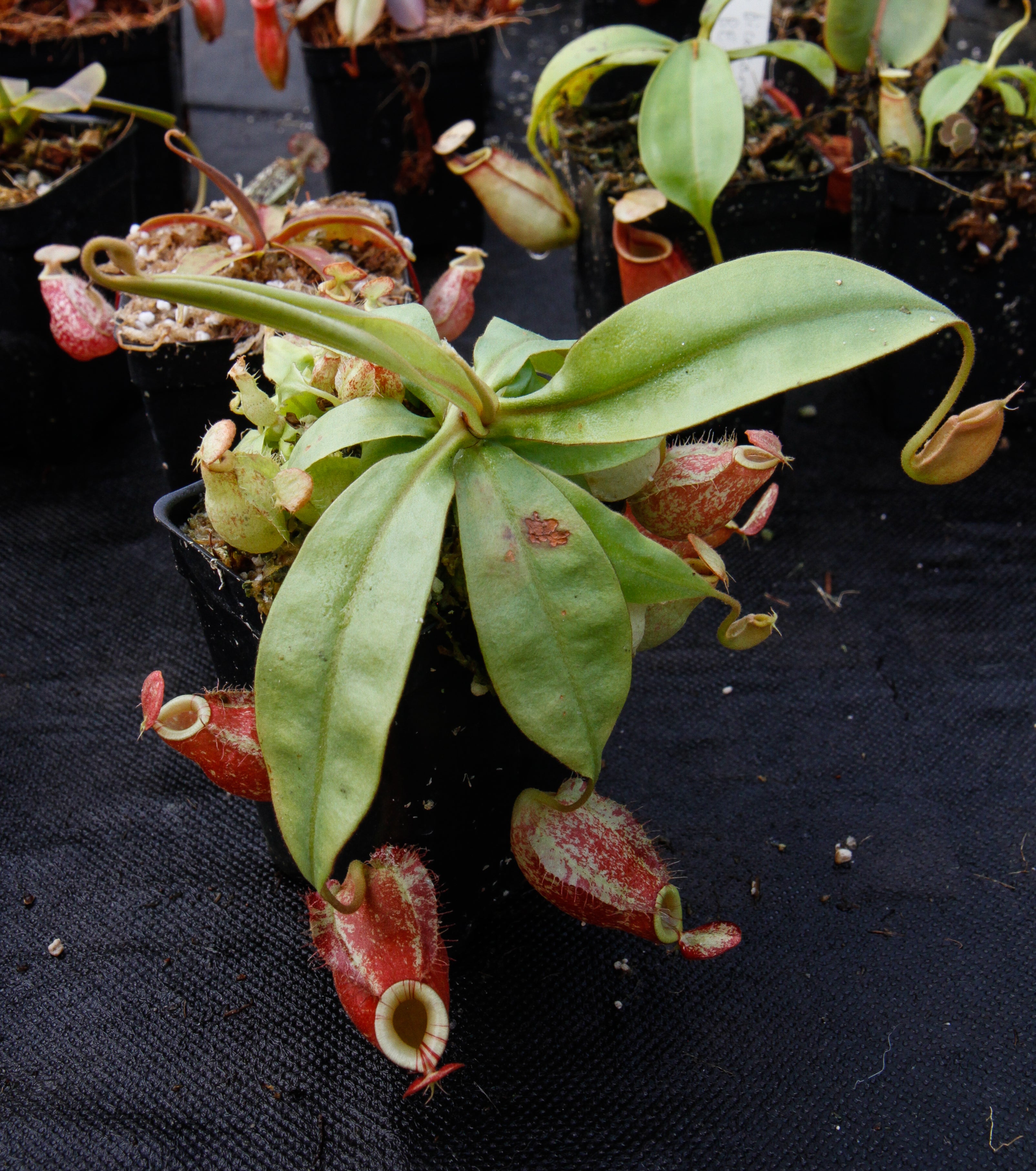 Nepenthes (Rayong Hybrid x ampullaria) x ampullaria-red, CAR-0004 ...
