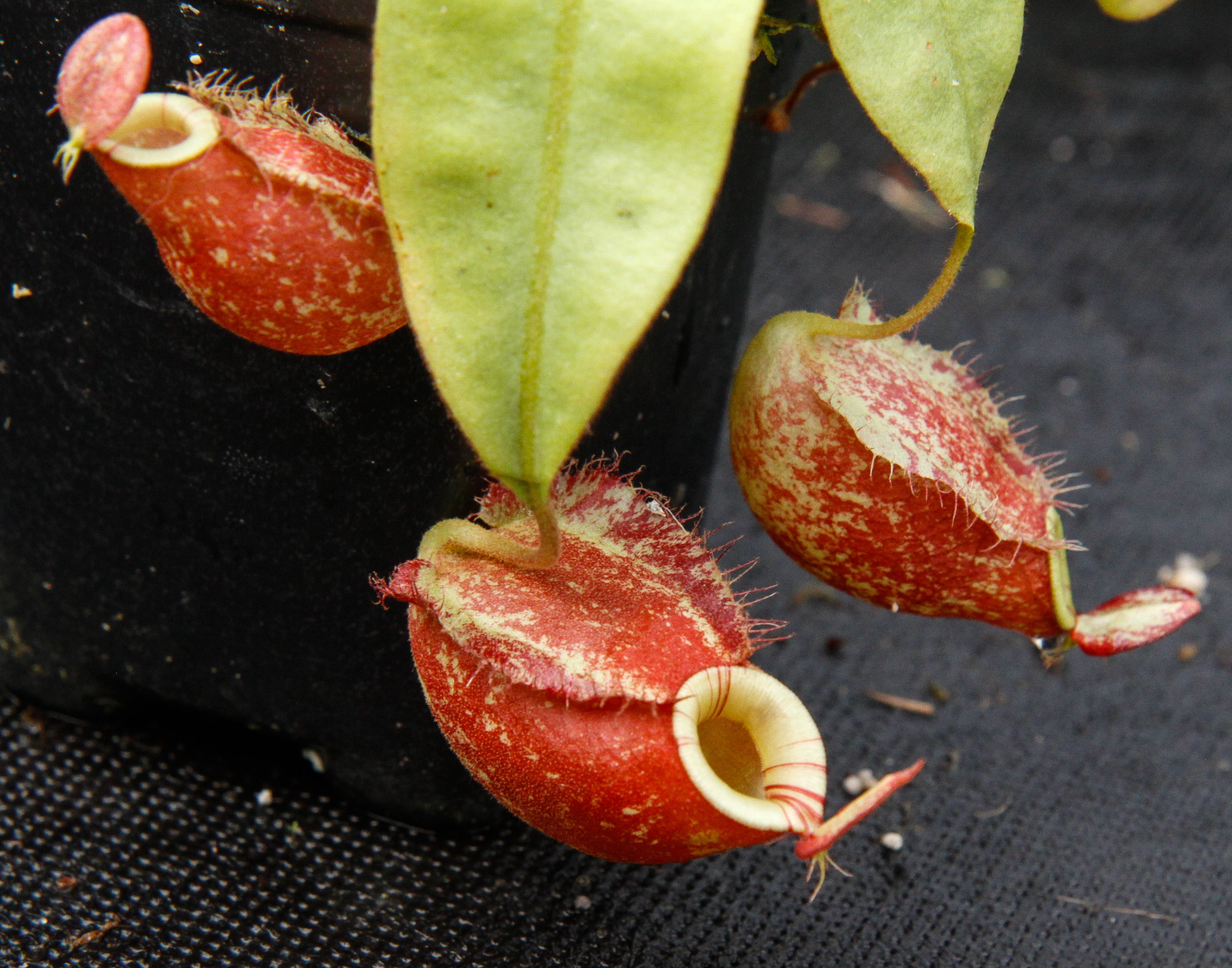 Nepenthes (Rayong Hybrid x ampullaria) x ampullaria-red, CAR-0004 ...