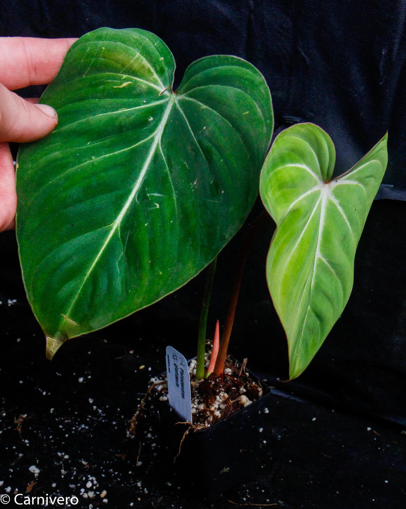 Philodendron gloriosum – Carnivero