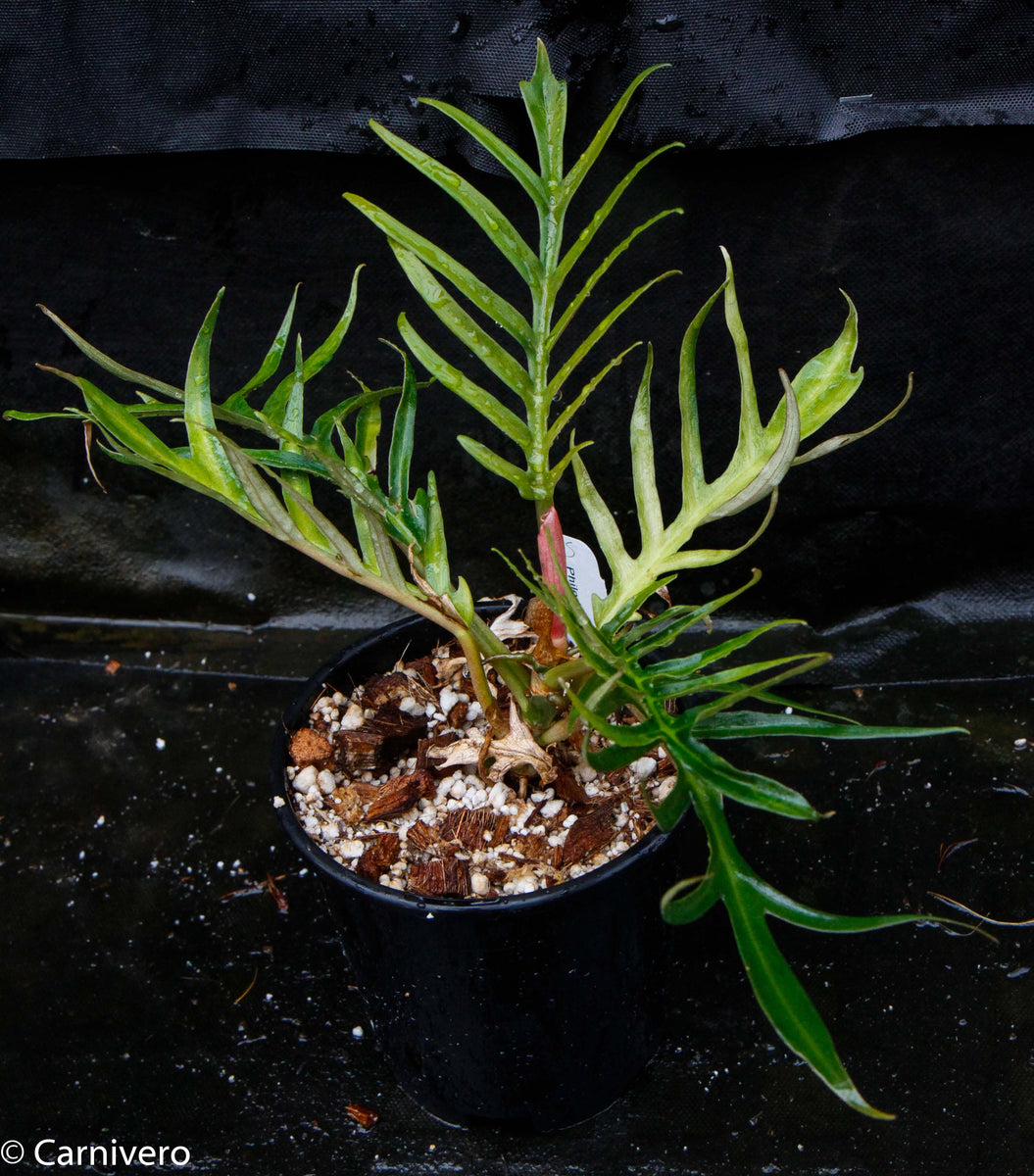 Philodendron tortum – Carnivero