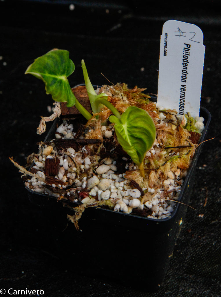 Philodendron verrucosum "Carmin" – Carnivero