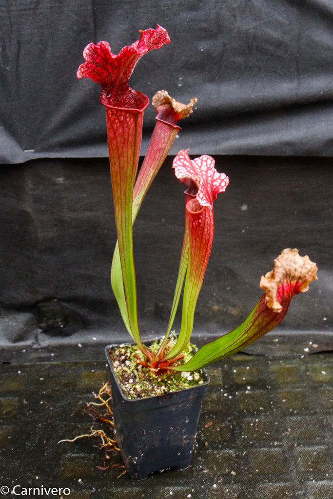 Sarracenia 'Judith Hindle' – Carnivero