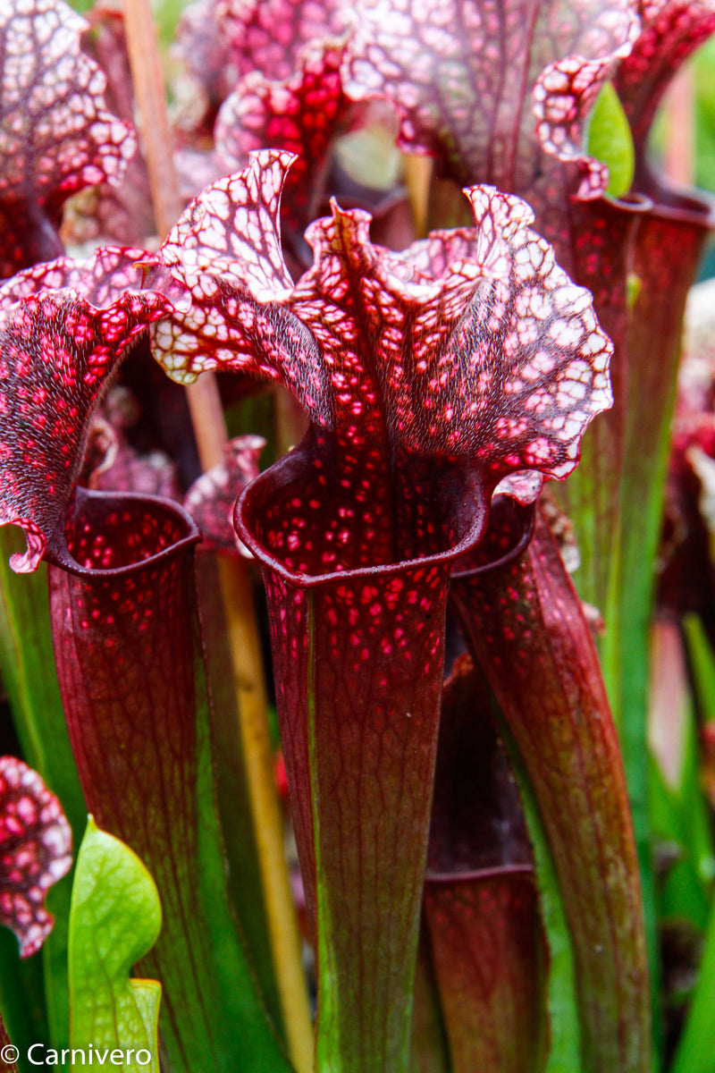 Sarracenia 'Judith Hindle' – Carnivero