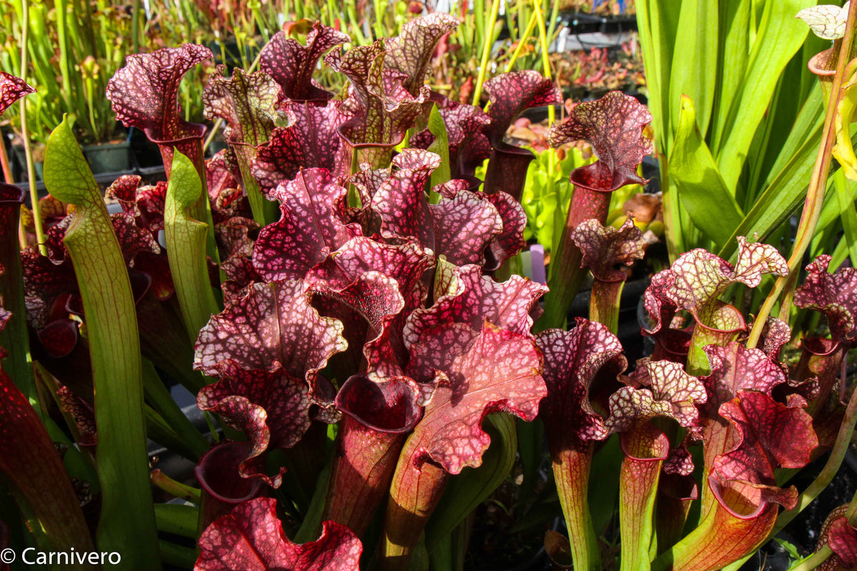 Sarracenia 'Judith Hindle' – Carnivero