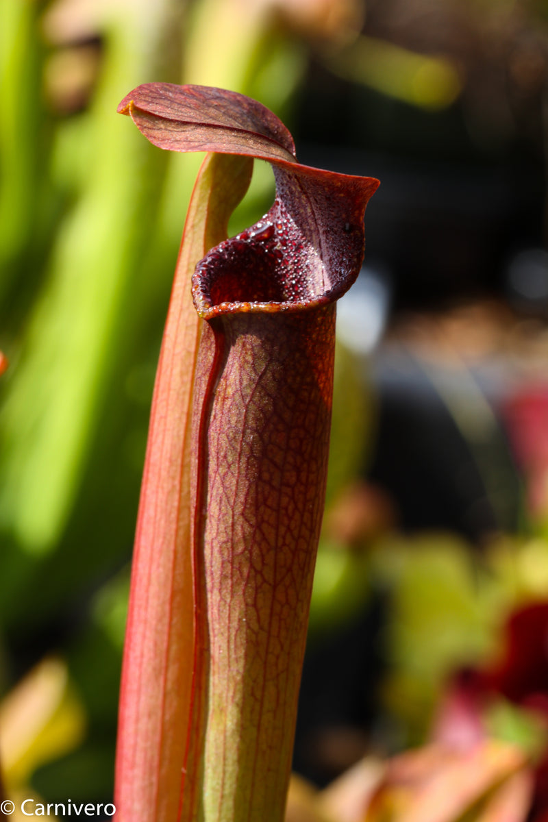 Sarracenia rubra ssp. wherryi – Carnivero